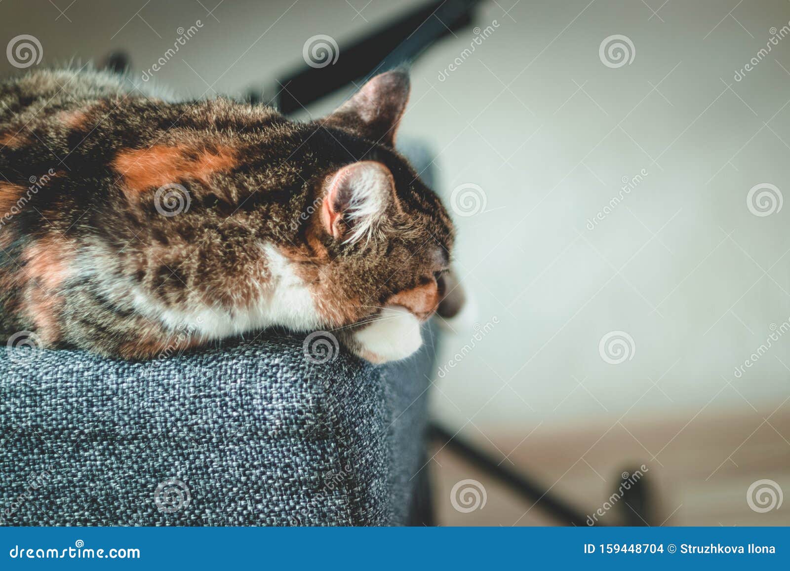 Cat, Grey Sofa, Sleeping. Cat with White and Ginger Paws Lying on the ...
