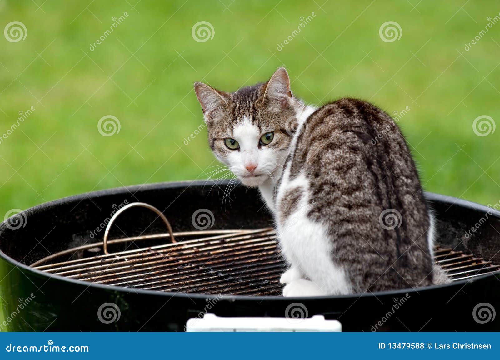 Cat on grill stock photo. Image of head, looking, starvation - 13479588