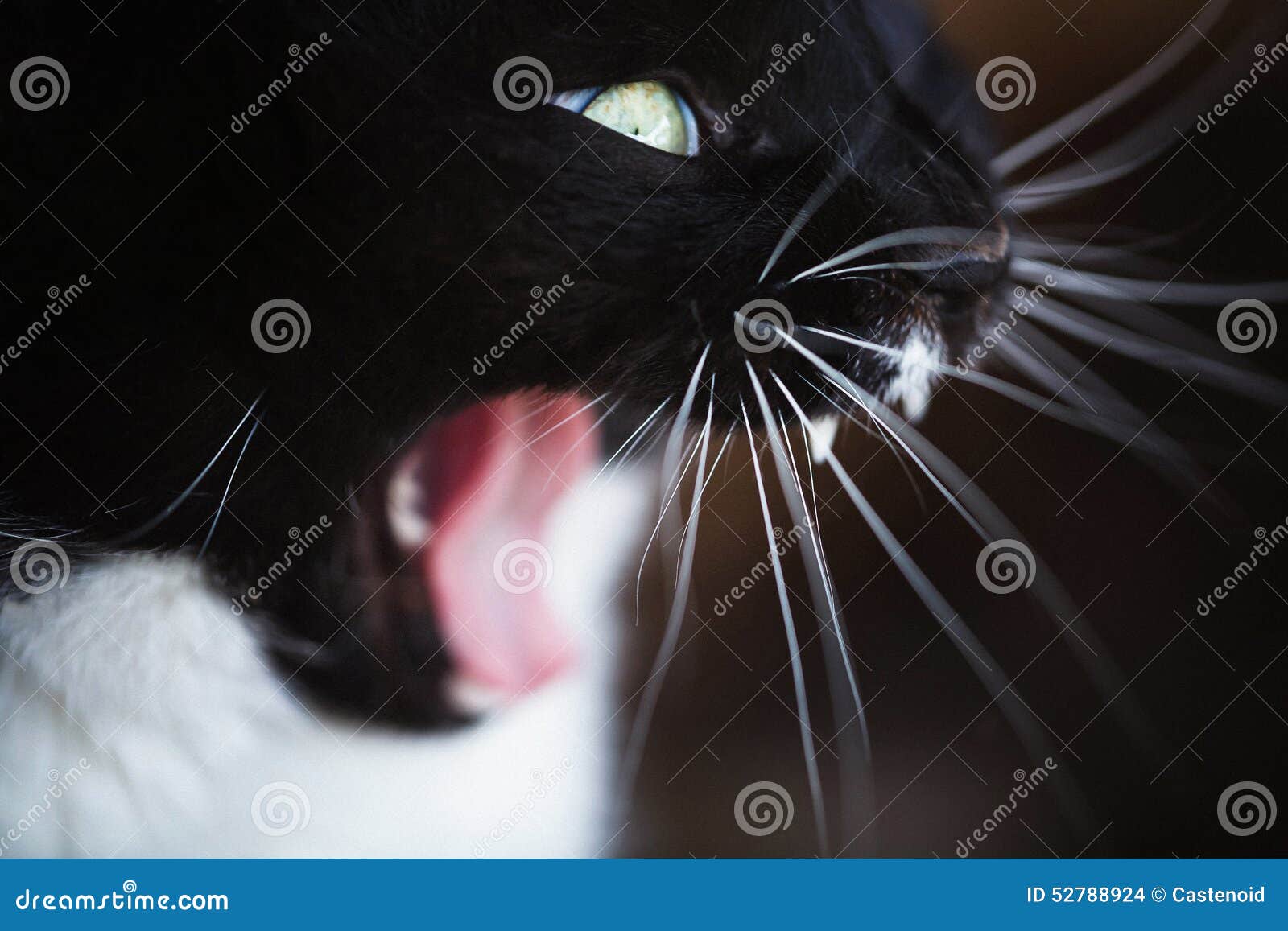 A cat grin stock photo. Image of meowing, cute, head - 52788924