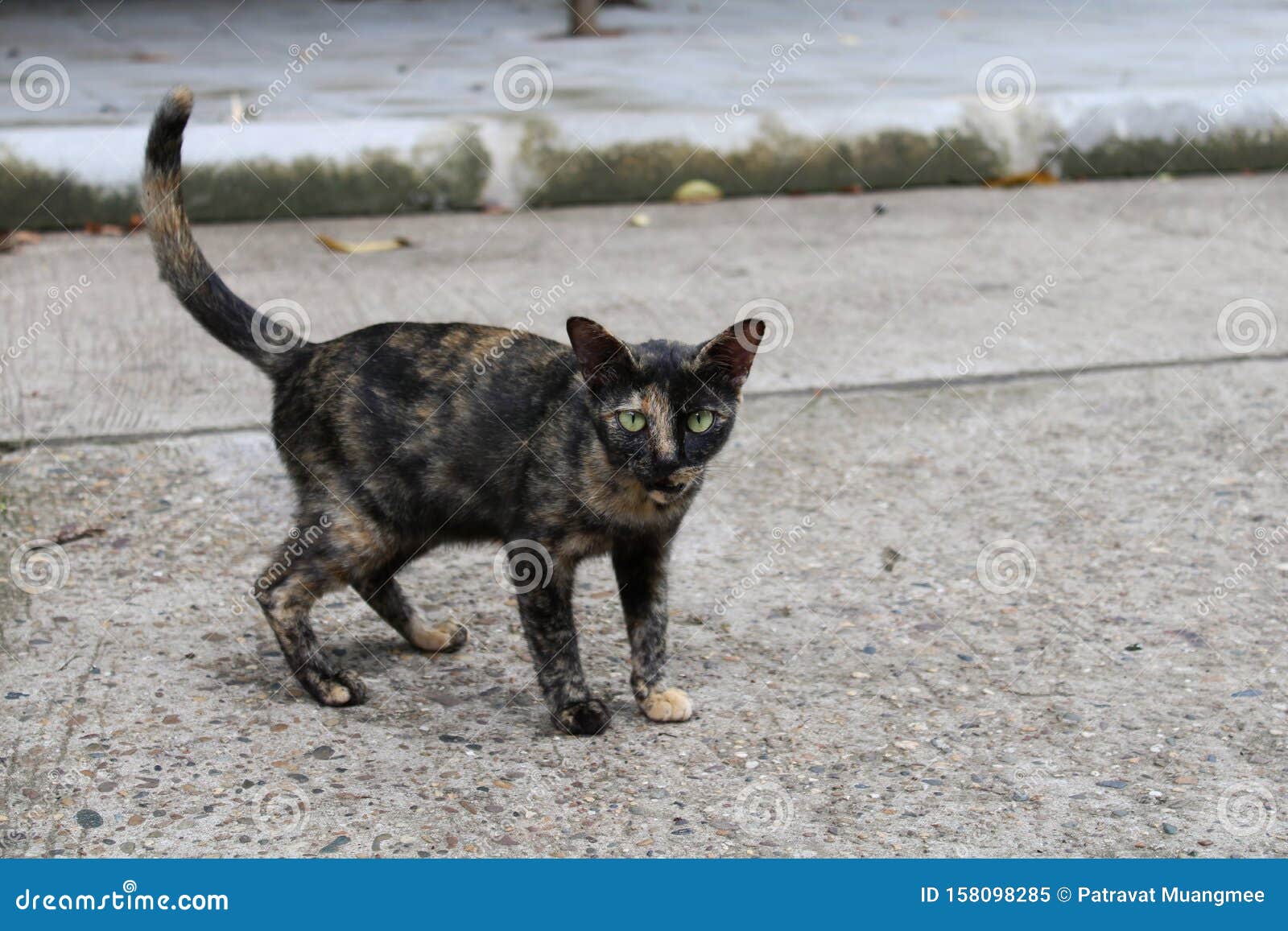 A cat on the ground. stock image. Image of mammal, animal - 158098285