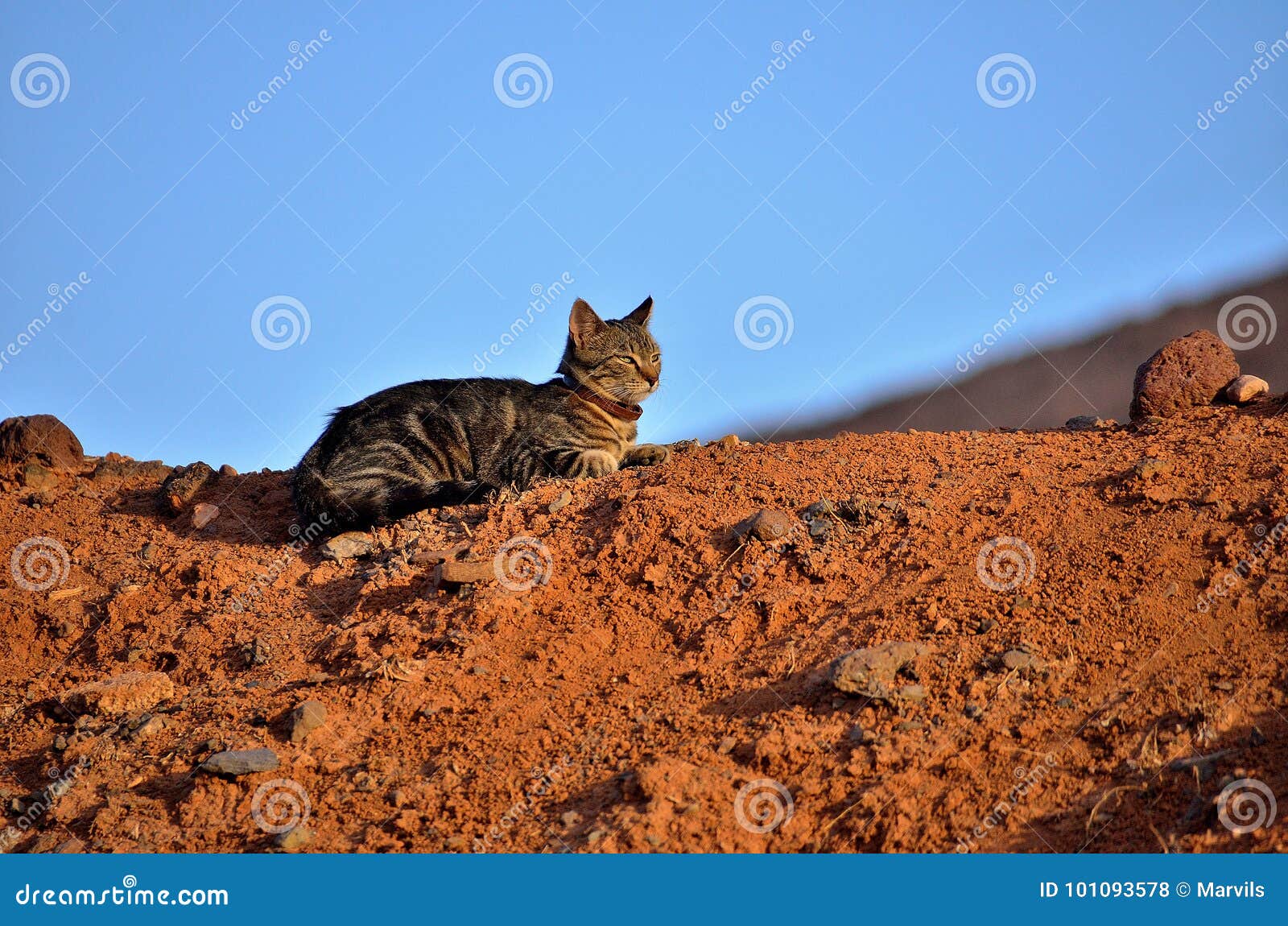 Cat on the ground stock photo. Image of summer, nature - 101093578