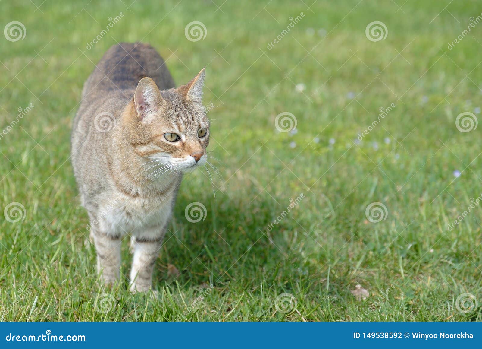 Cat on ground stock photo. Image of face, life, hair - 149538592