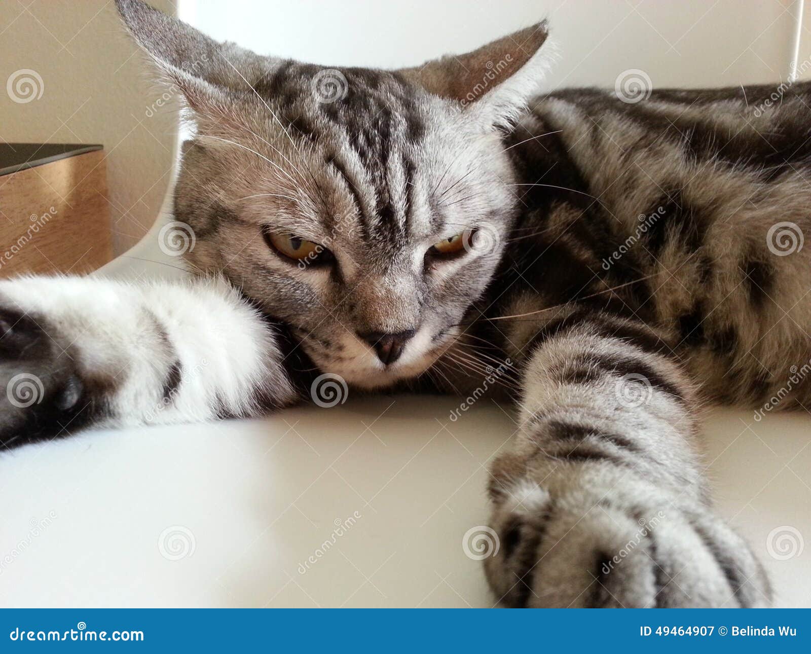 Cat stock image. Image of feline, emotional, crouching - 49464907