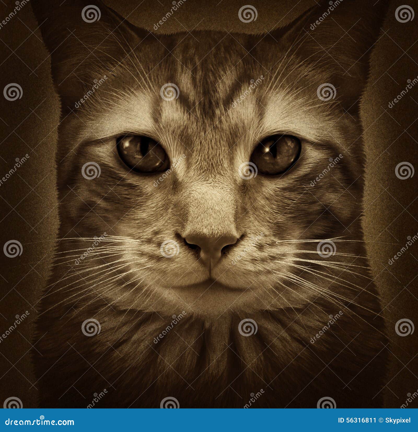 Cat Grunge ilustração stock. Ilustração de predador, gatinho - 56316811