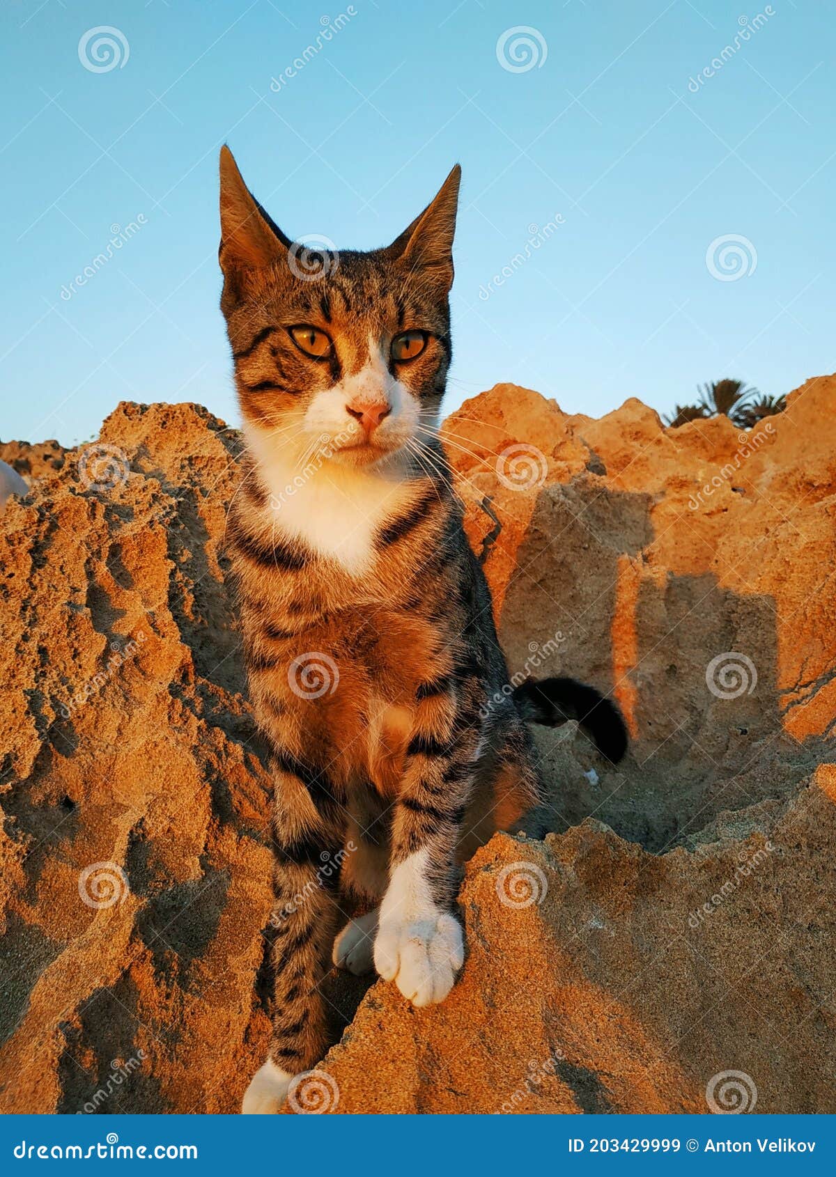 Cat guard .. stock image. Image of guard, carnivore - 203429999