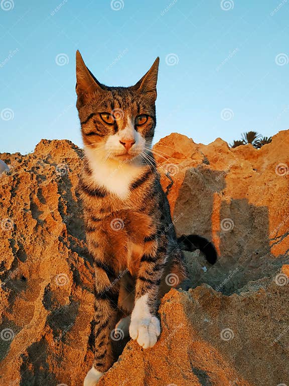 Cat guard .. stock image. Image of guard, carnivore - 203429999