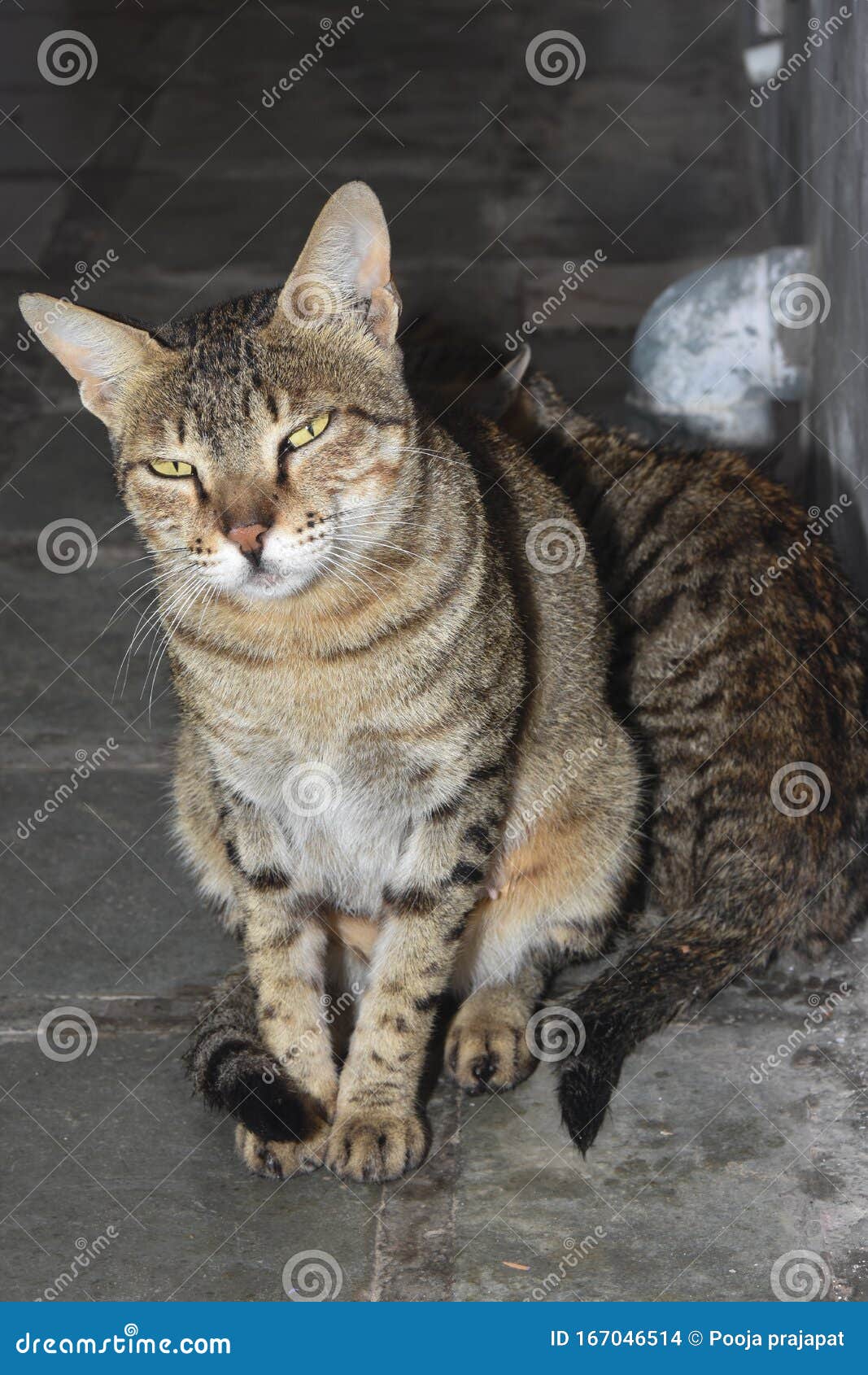 Cat Guarding Her Little Child Stock Photo - Image of birds, little ...