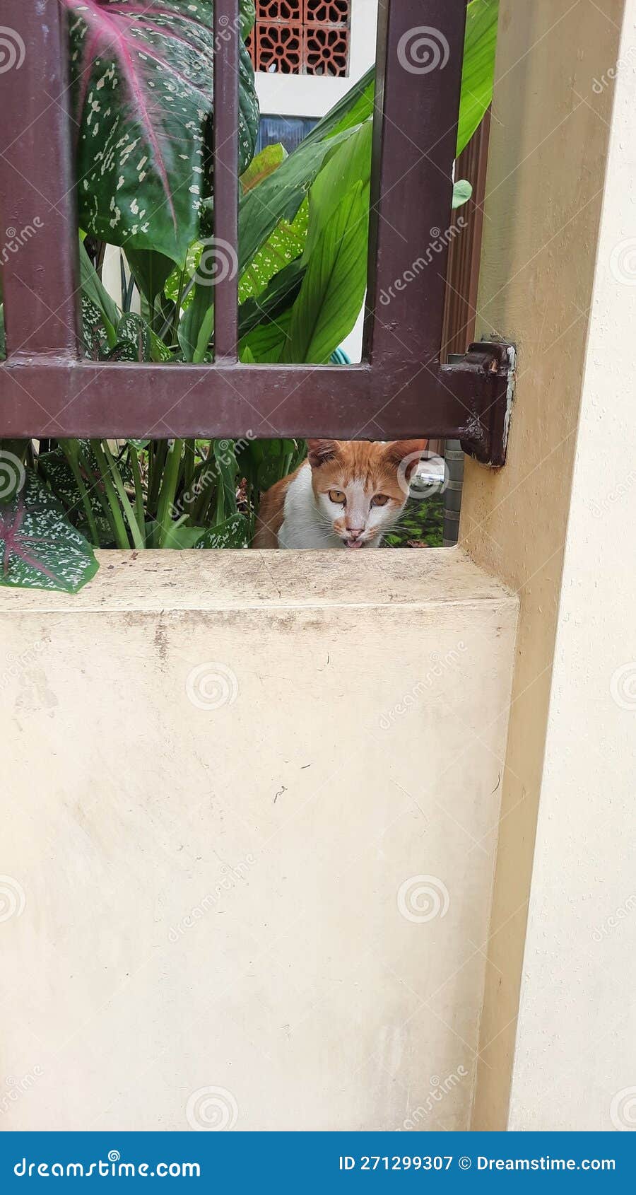 A Cat Guarding His Position Stock Image - Image of guarding, position ...