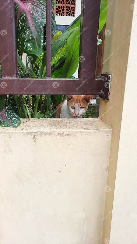 A Cat Guarding His Position Stock Image - Image of guarding, position ...