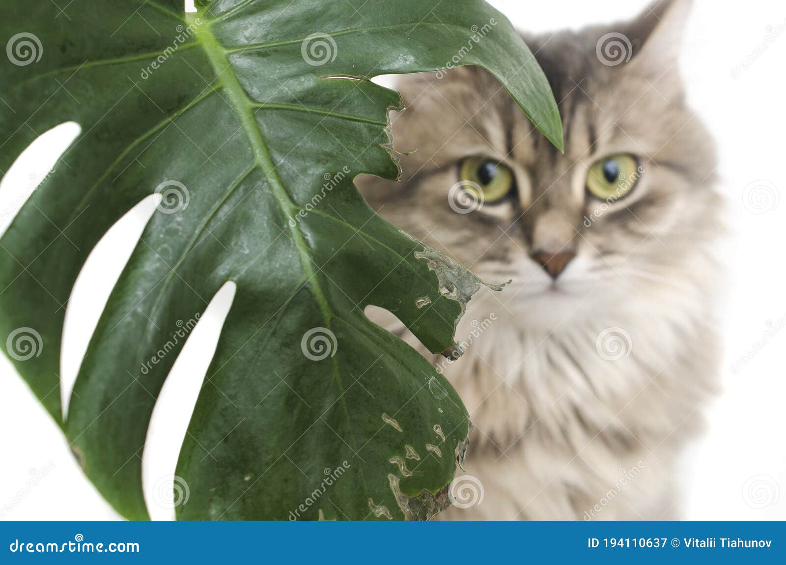 Cat Guilty Look, Green Leaf Plant Royalty-Free Stock Photography ...
