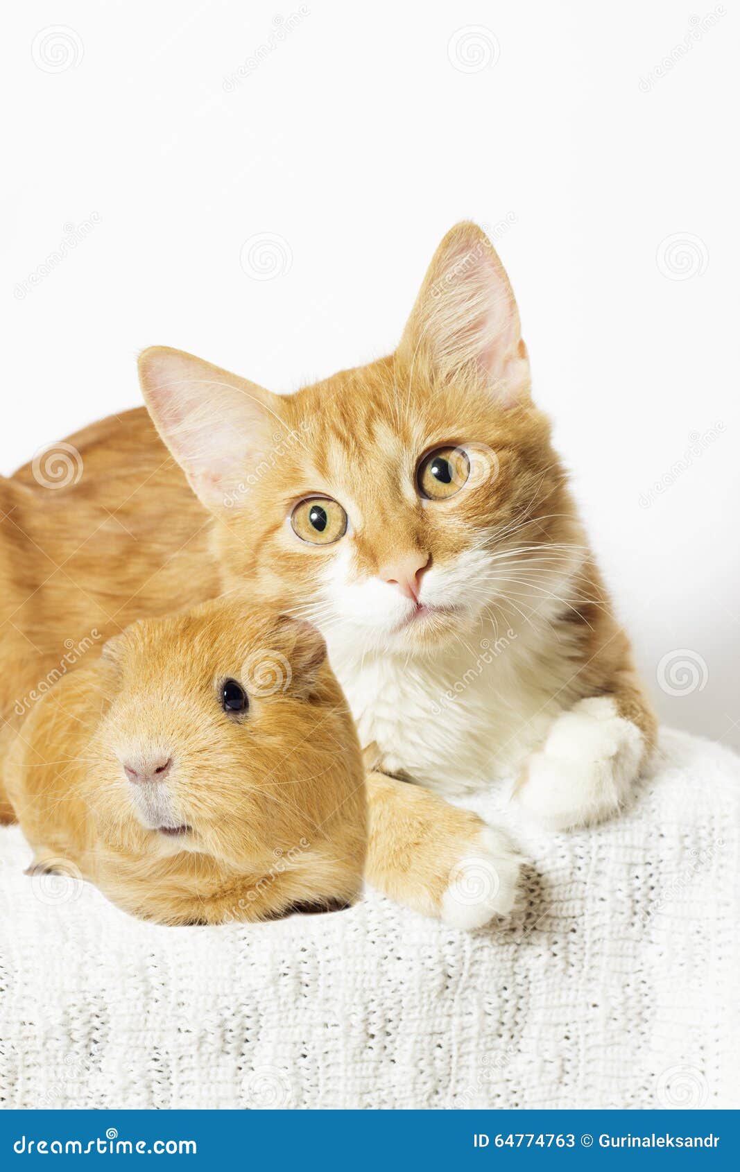Cat and guinea pig stock image. Image of looking, rodent - 64774763