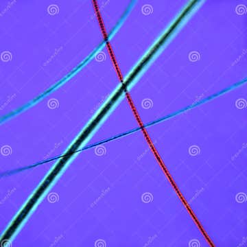 Cat Hair Under the Microscope Stock Photo - Image of polarize, cross ...