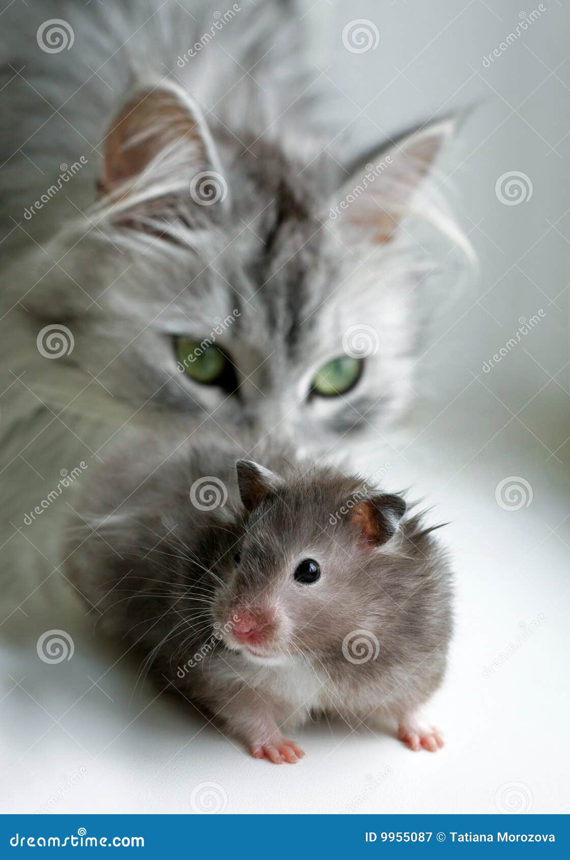 Cat and hamster stock image. Image of pets, cute, feline - 9955087