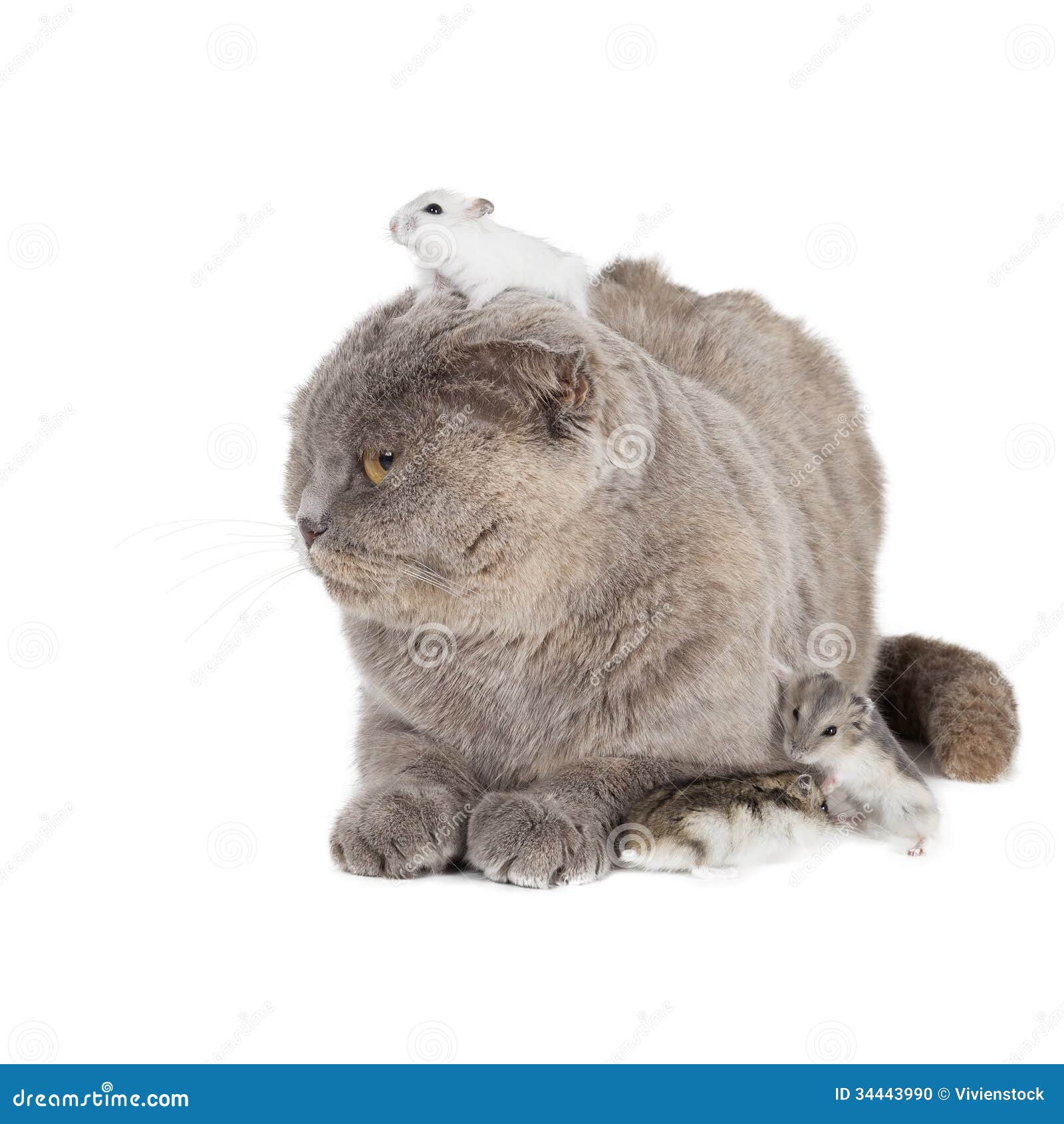 Cat and hamster stock photo. Image of kitten, expression - 34443990