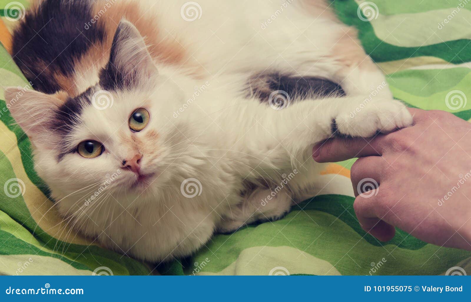 Cat and hand stock image. Image of nature, innocence - 101955075