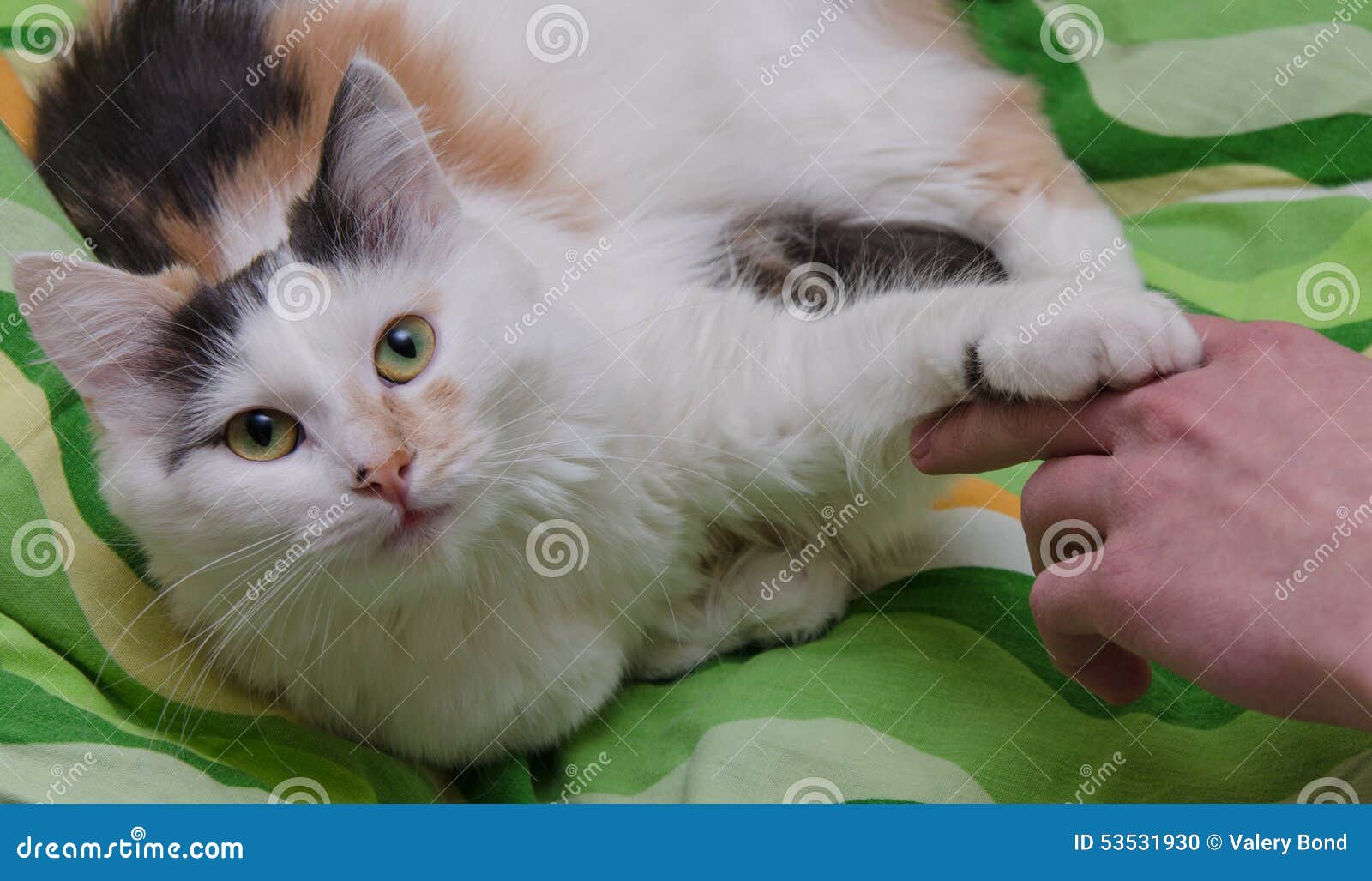 Cat and hand stock photo. Image of mammal, feline, nature - 53531930