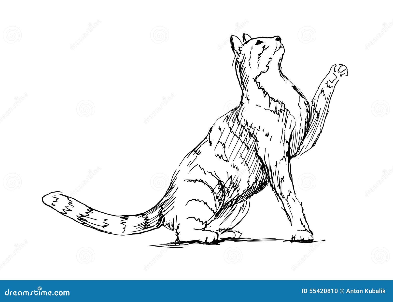 Cat stock vector. Illustration of battle, kitty, hatch - 55420810