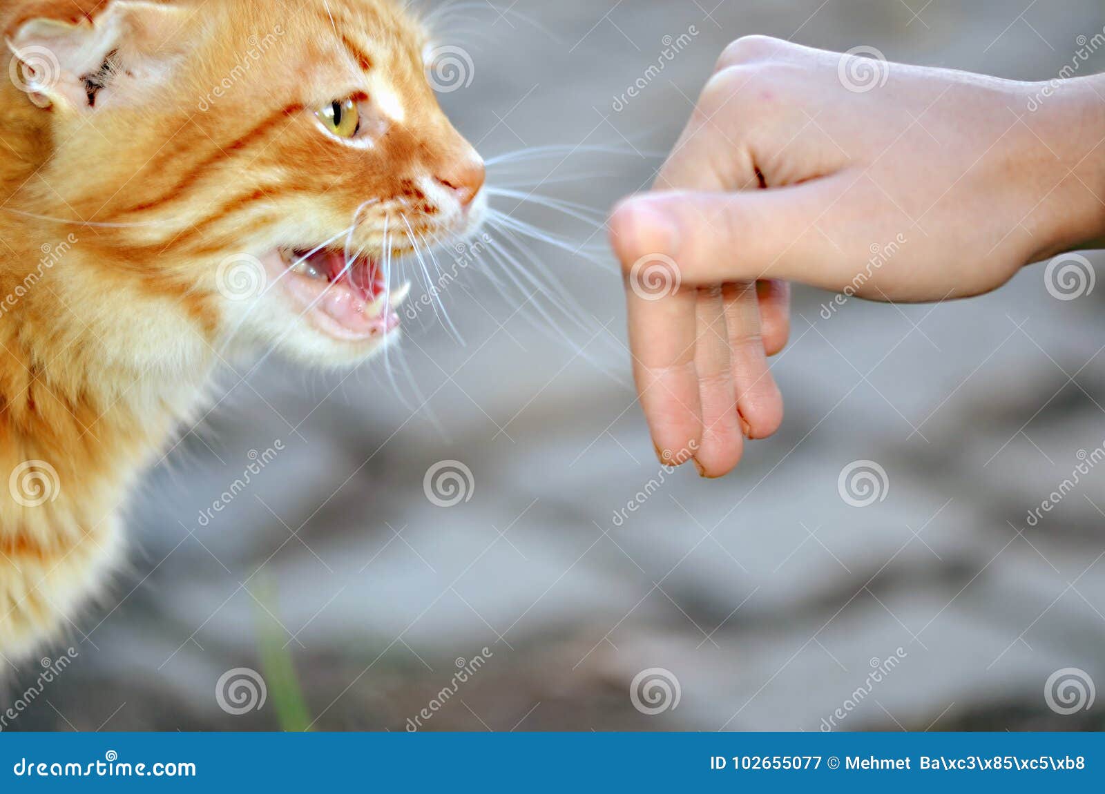 Cat and a hand stock image. Image of furious, meow, attention - 102655077
