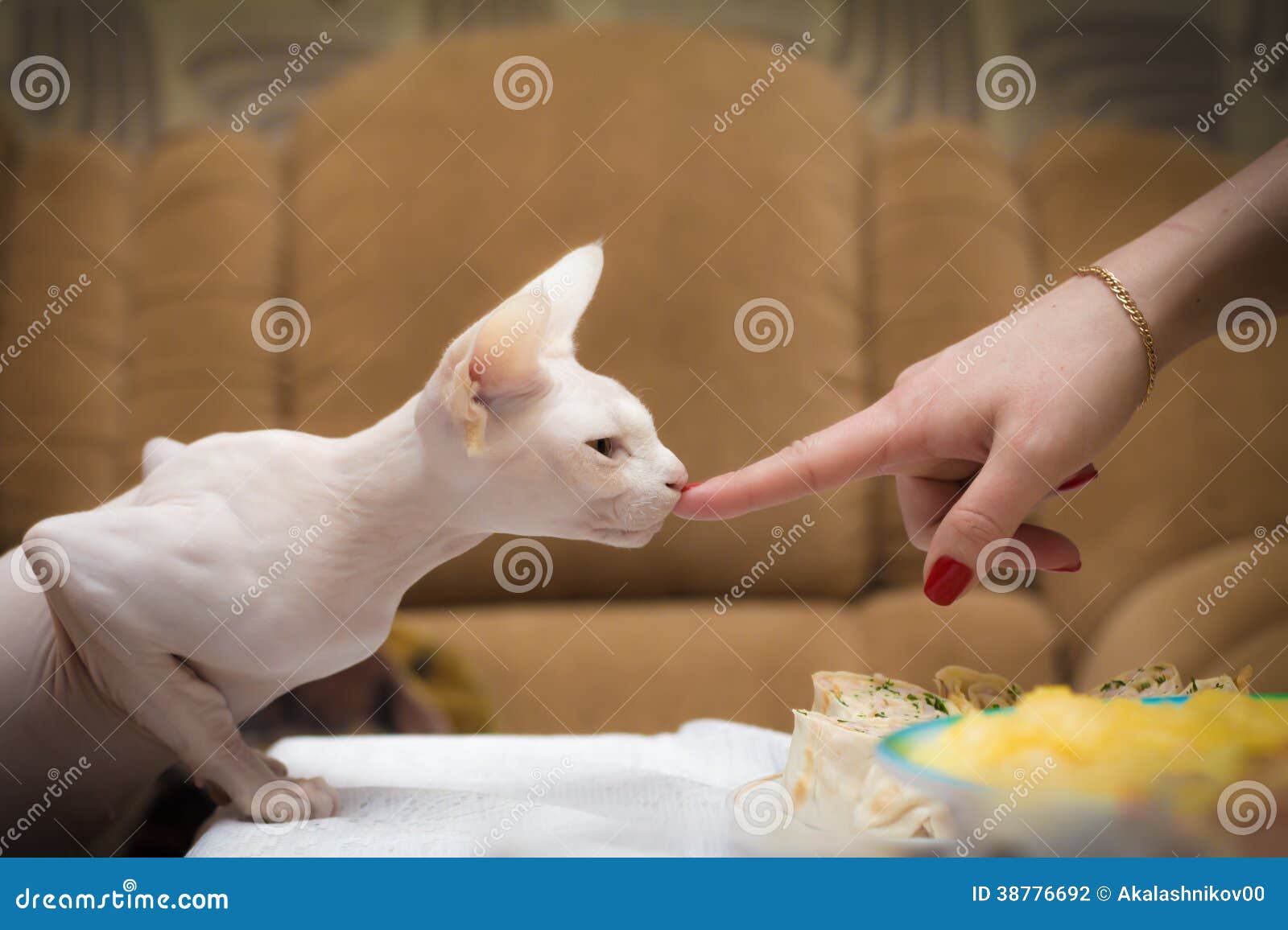 Cat hand stock photo. Image of handcarves, animals, feline - 38776692