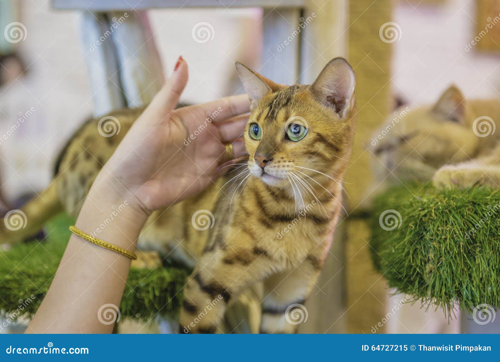 Cat stock image. Image of orange, hand, look, cute, animal - 64727215