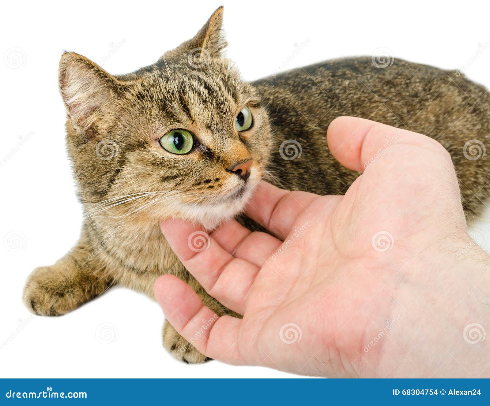Cat and the hand stock photo. Image of mammal, muzzle - 68304754