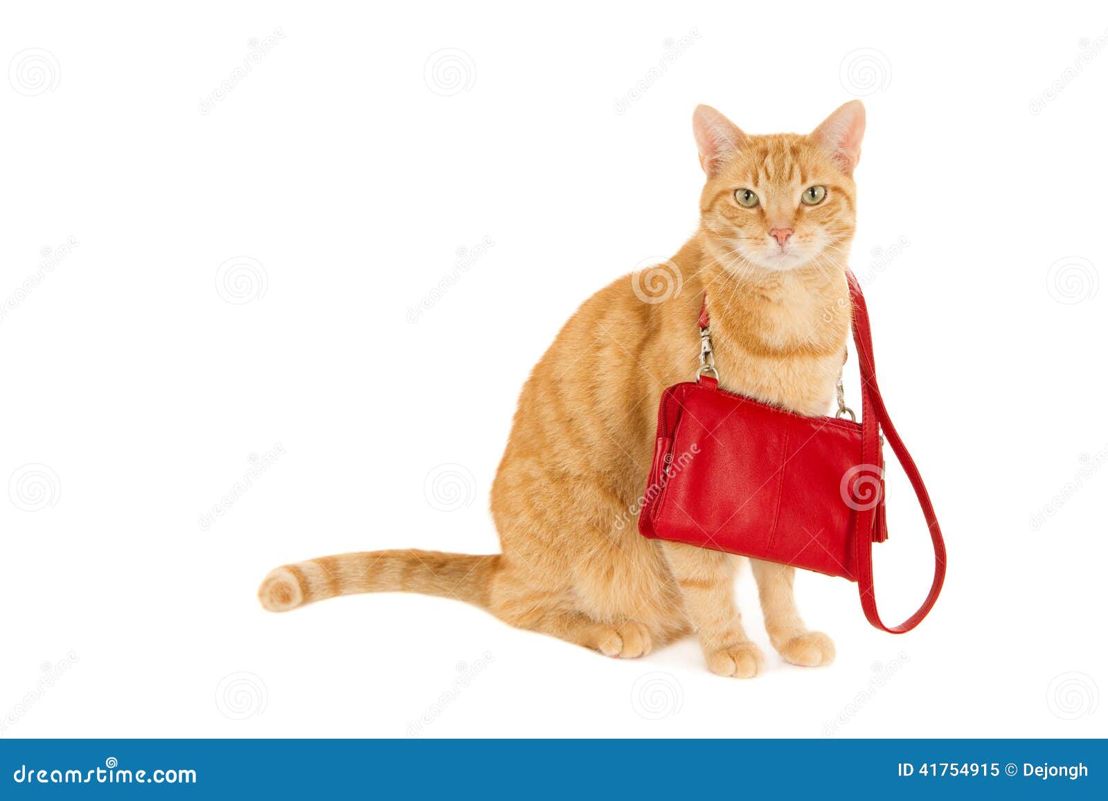 Cat with a handbag stock image. Image of domestic, ears - 41754915