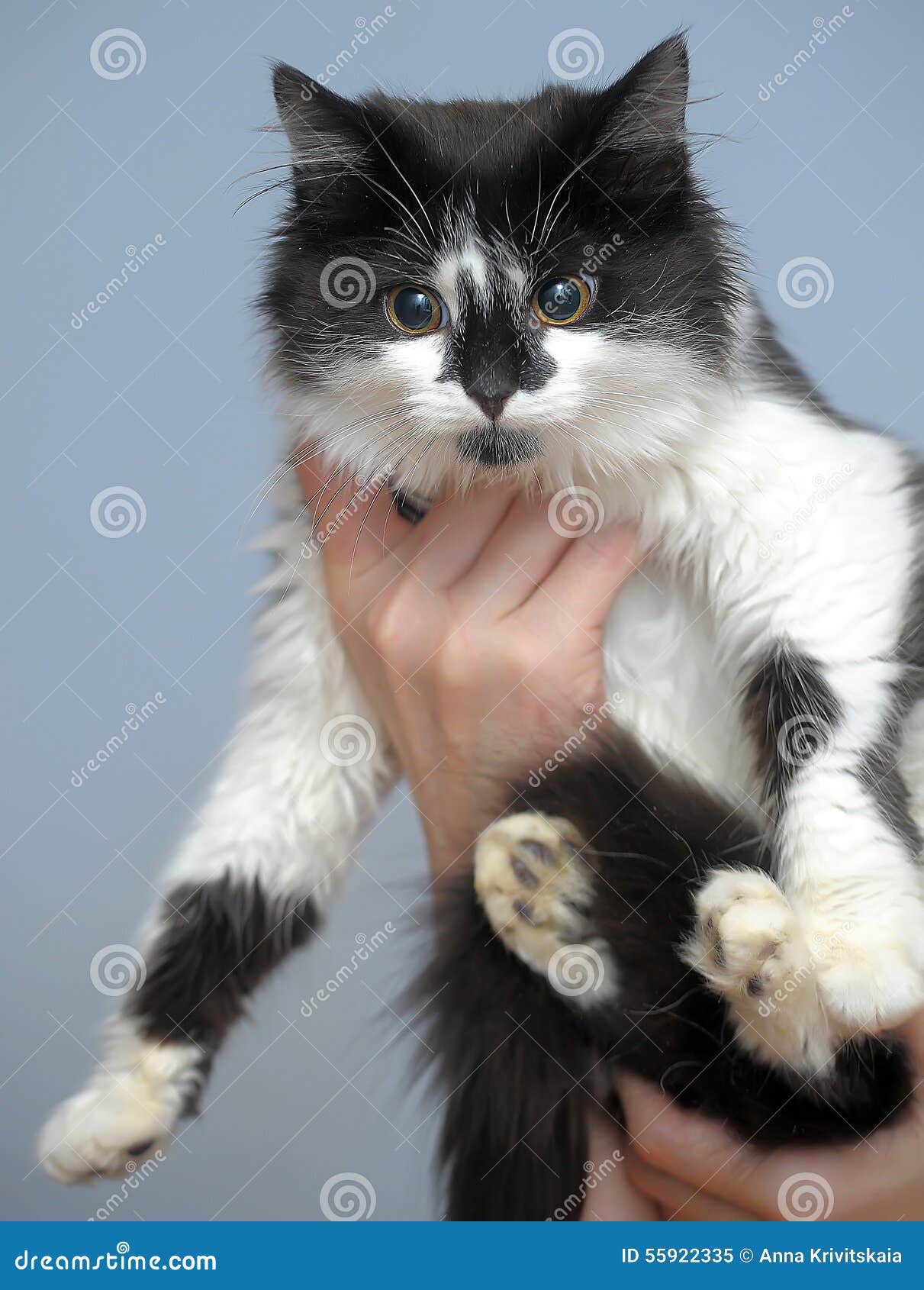 Cat in the hands stock image. Image of feline, attention - 55922335