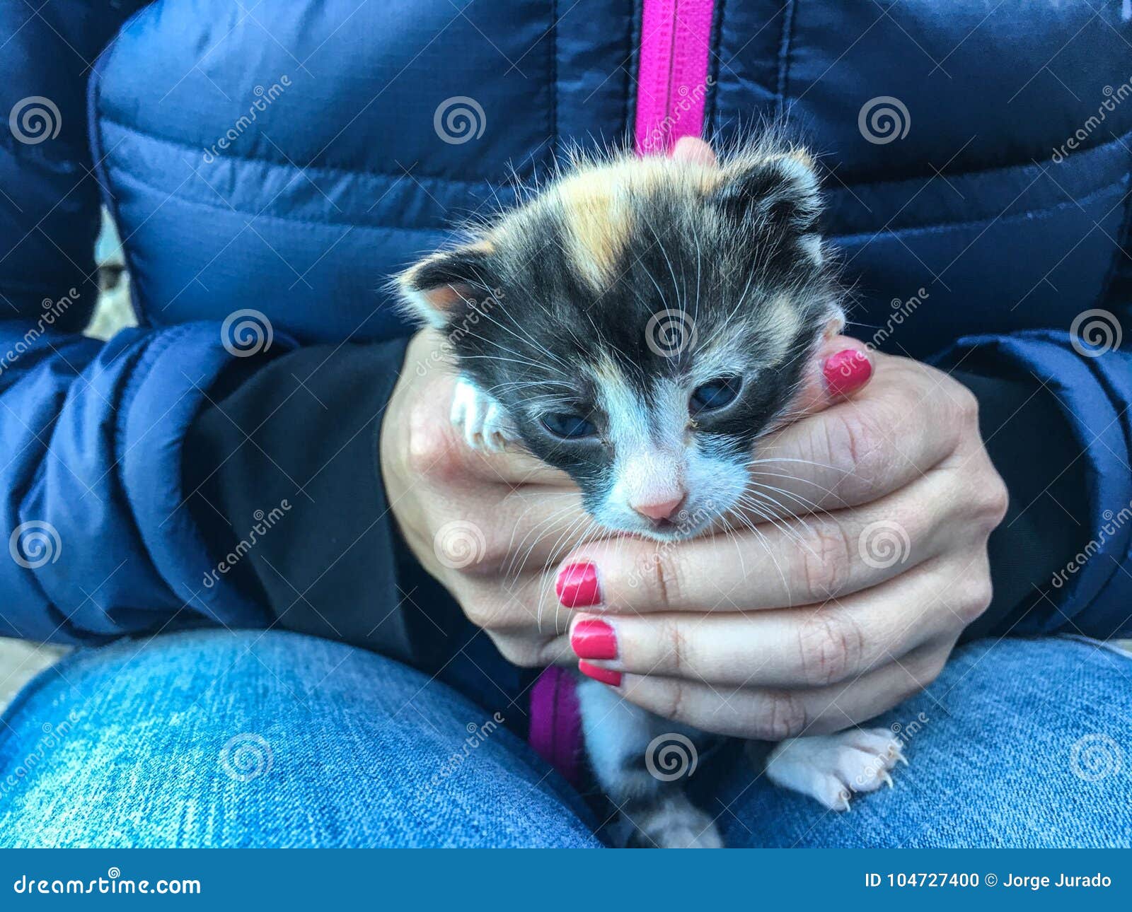 Cat in the hands stock photo. Image of girl, people - 104727400