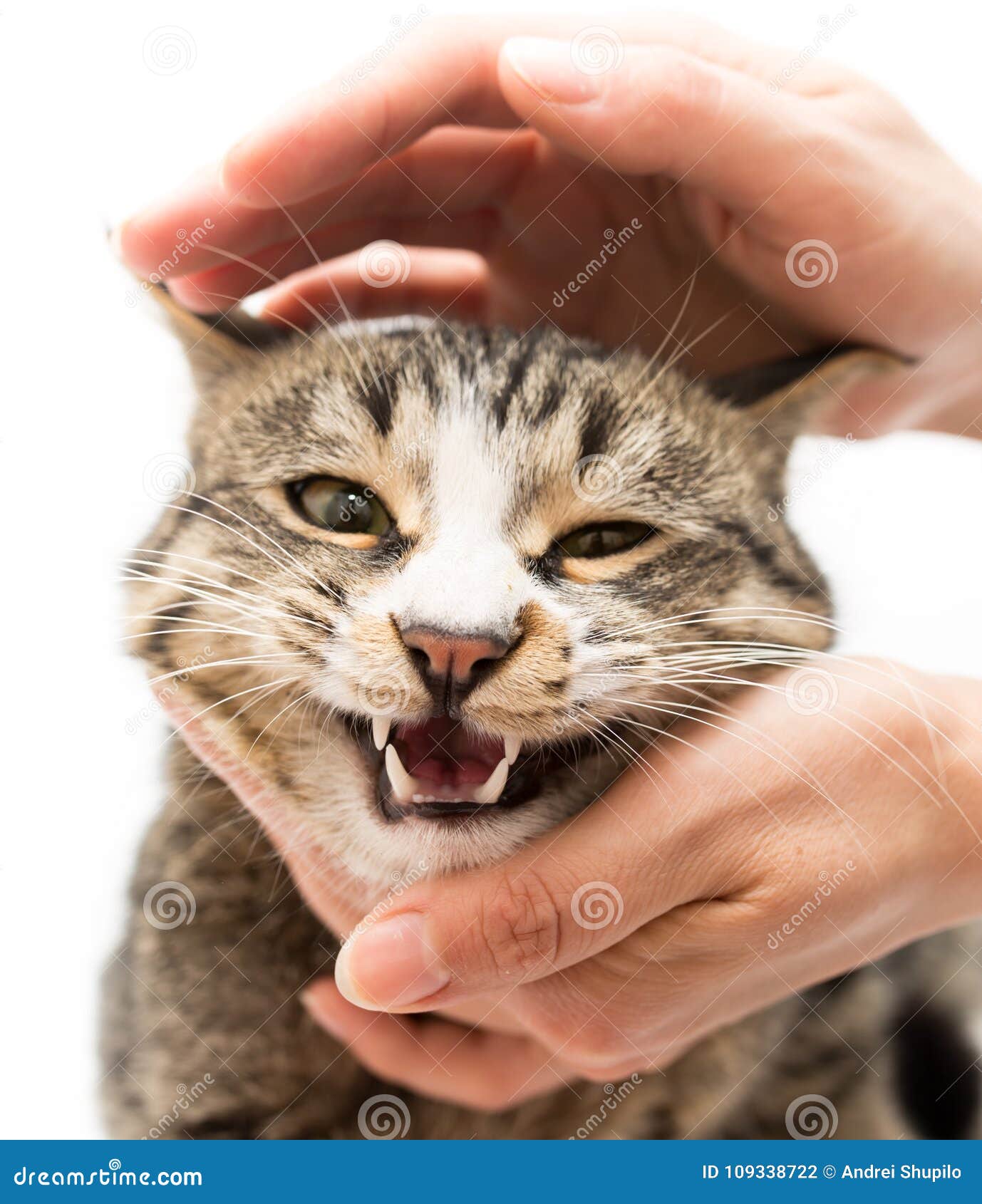 Cat in Hands on a White Background Stock Photo - Image of affectionate ...