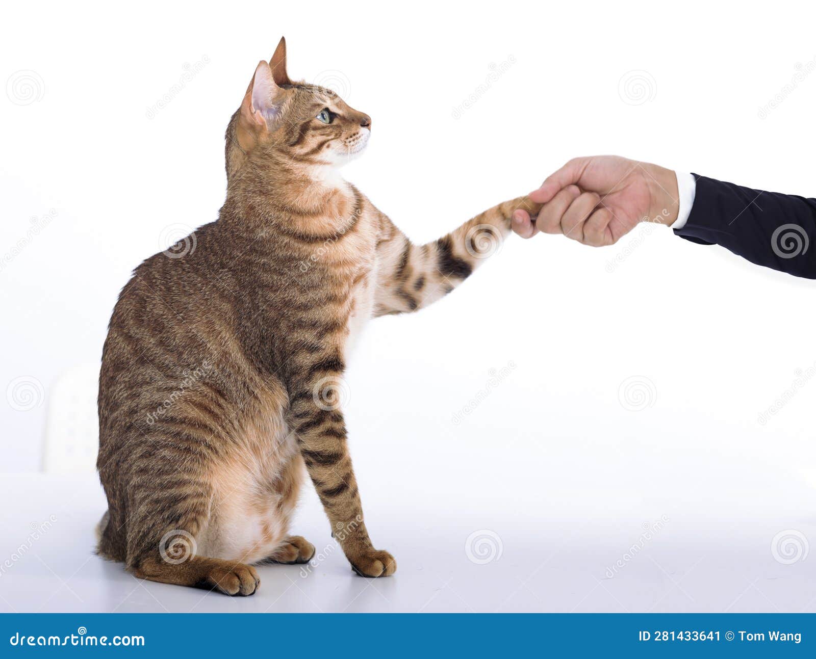 Cat Handshaking with Business Man Stock Image - Image of hand ...