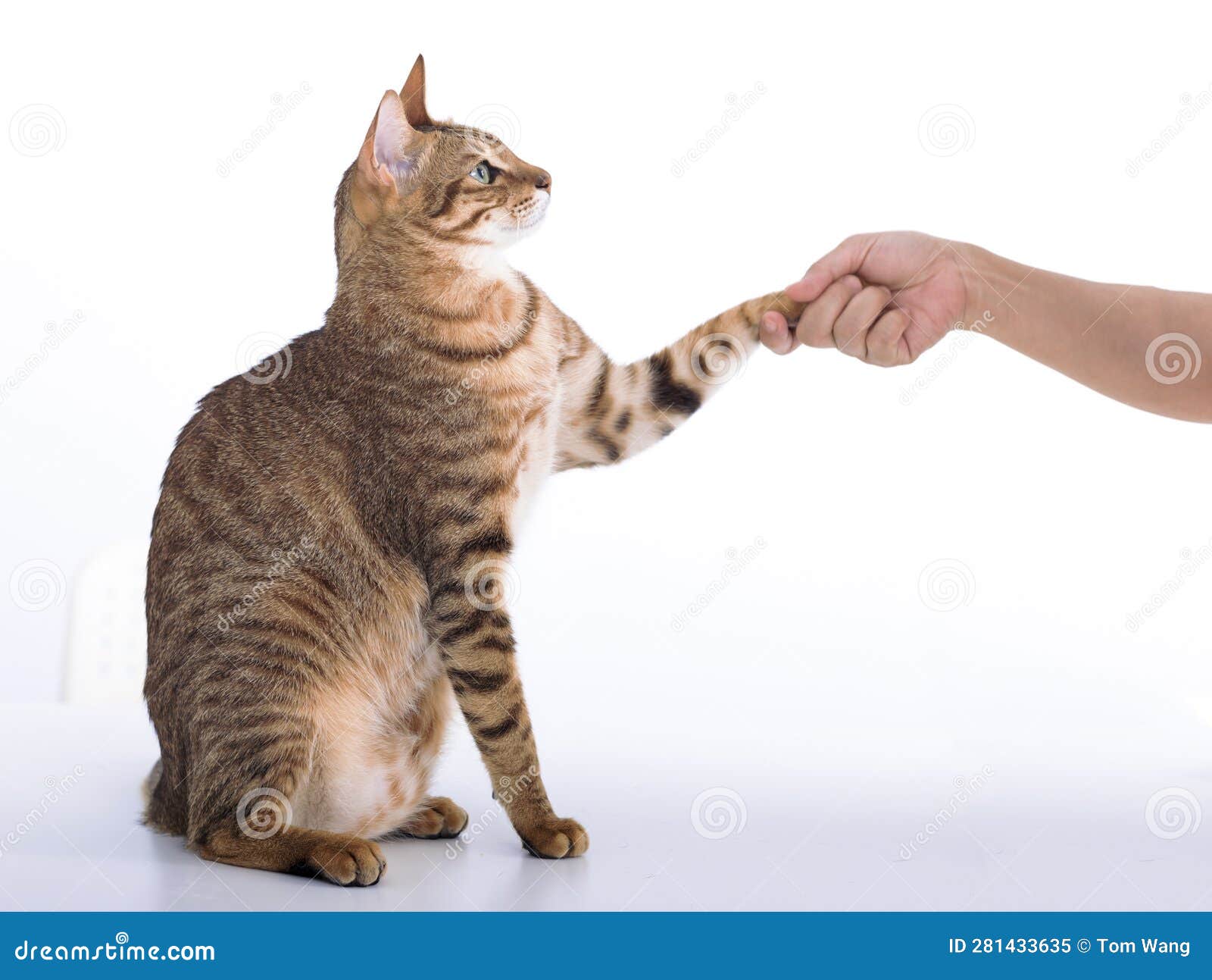 Cat Handshaking with People on Table Stock Image - Image of love ...