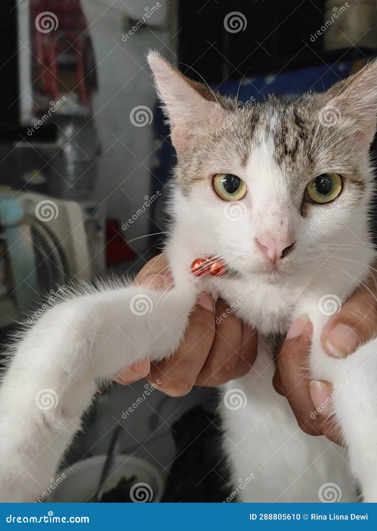 This is a Cat. so Handsome and Cute Stock Photo - Image of look, cute ...