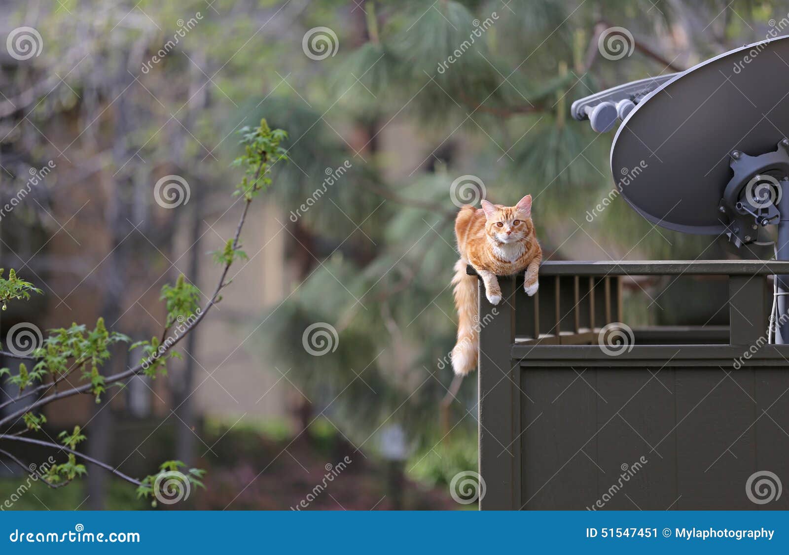 Cat hanging stock image. Image of tail, bokeh, apartment - 51547451
