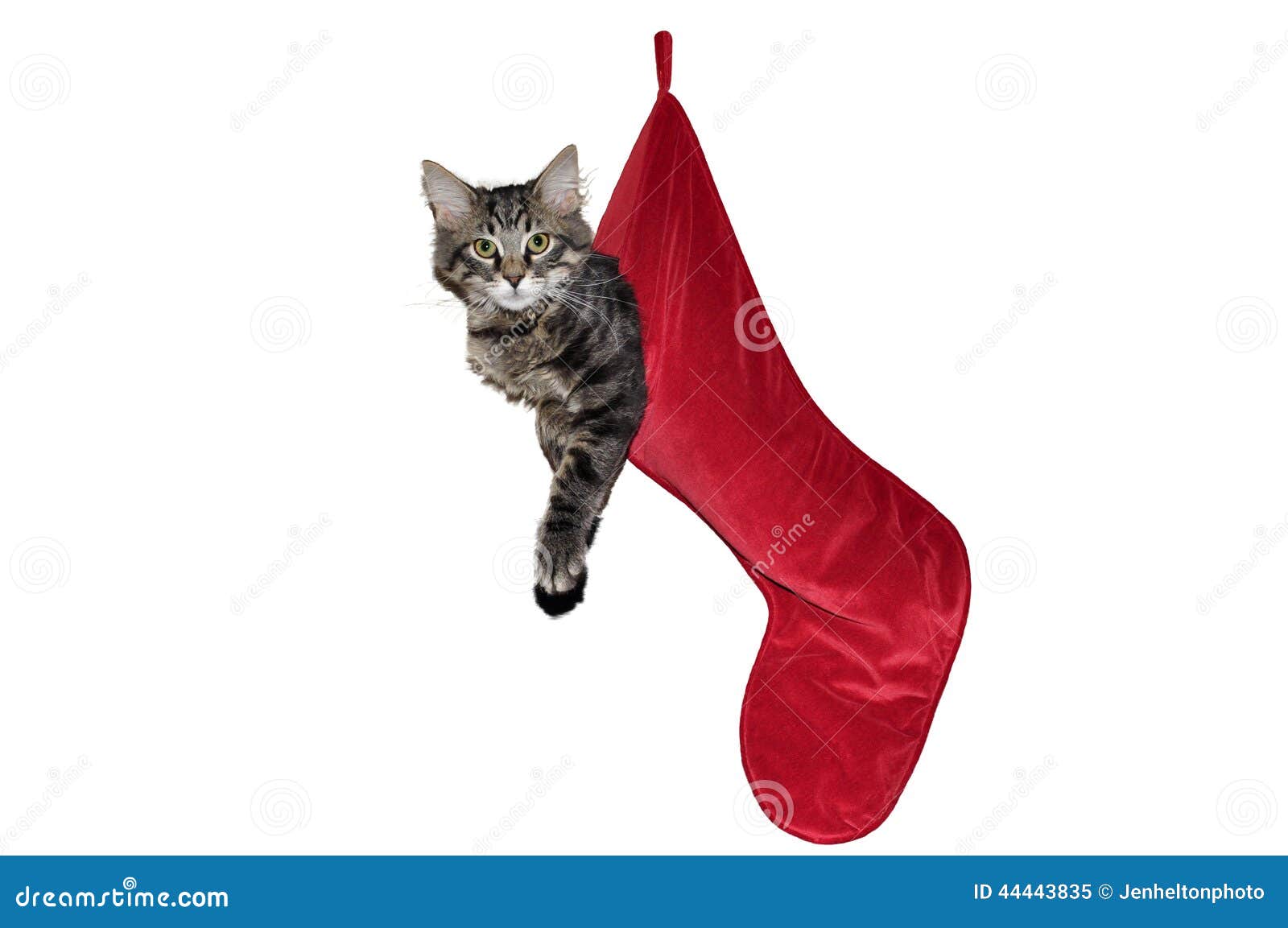 Stocking Stuffer | CartoonDealer.com #11870726