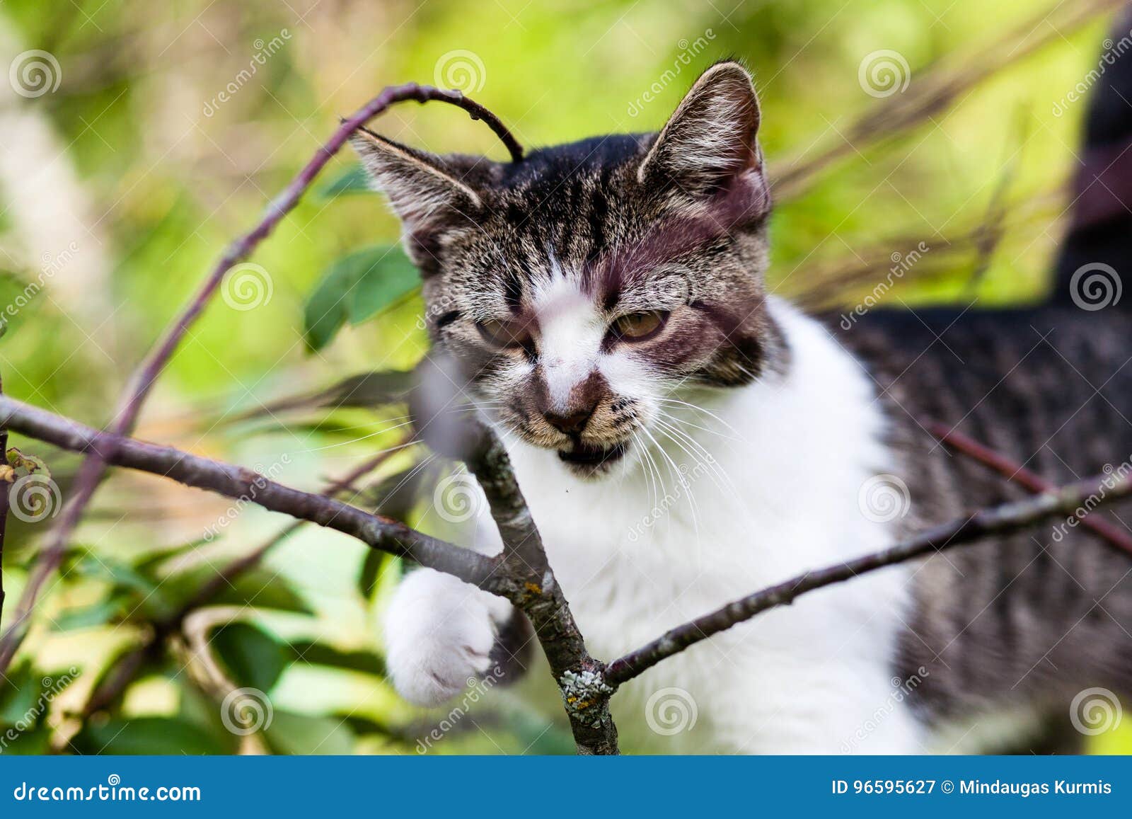 Cat is hanging on the tree stock image. Image of hunting - 96595627