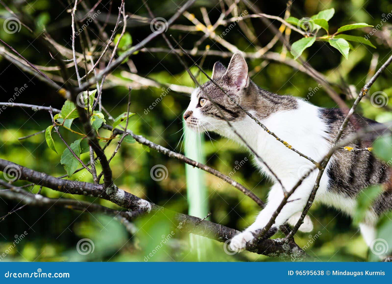Cat is hanging on the tree stock photo. Image of copy - 96595638