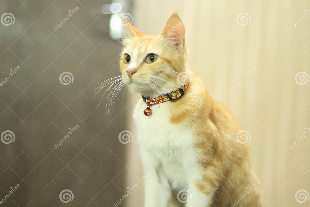 Cat stock photo. Image of snout, wildcat, kitten, carnivore - 261749260