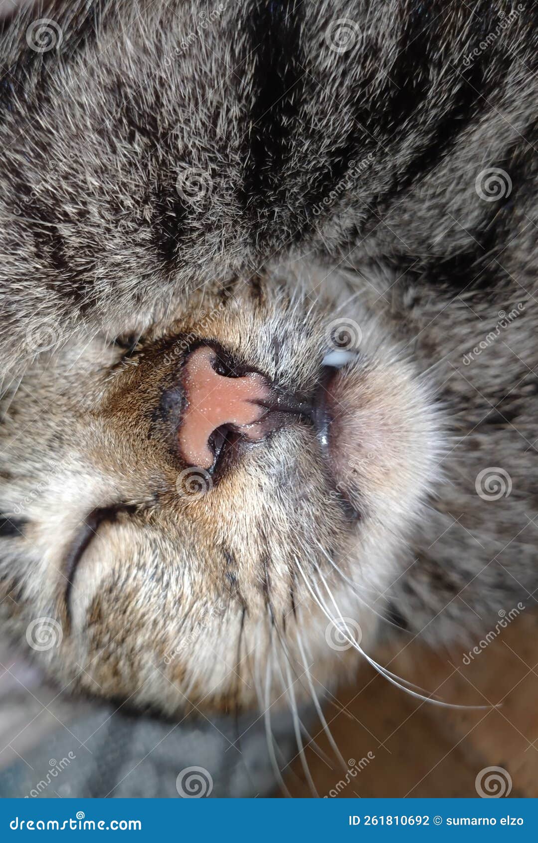 The Cat is Happy Sleeping on Tblanket Stock Photo - Image of tblanket ...