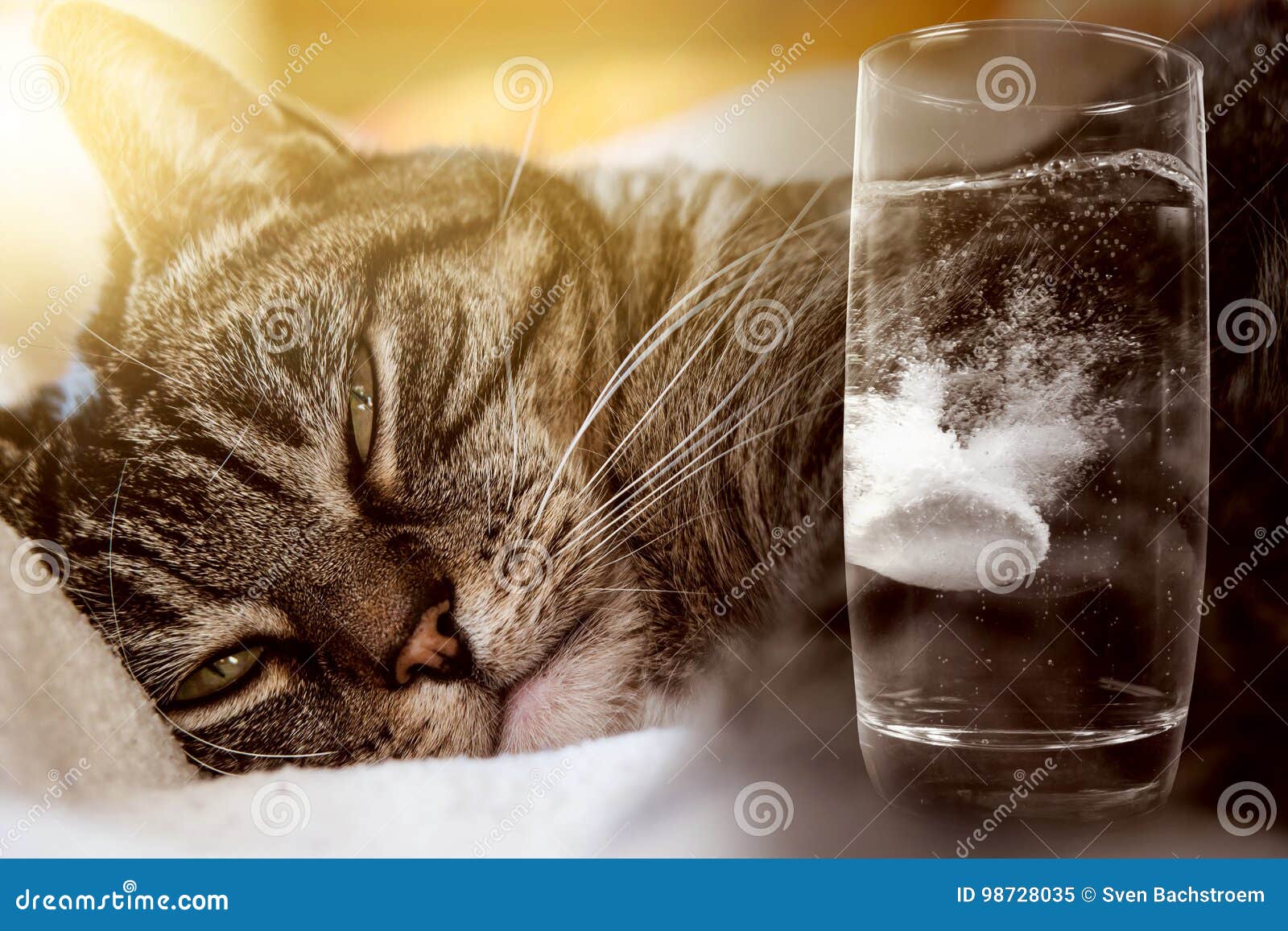 330 Cat Headache Stock Photos - Free & Royalty-Free Stock Photos from ...