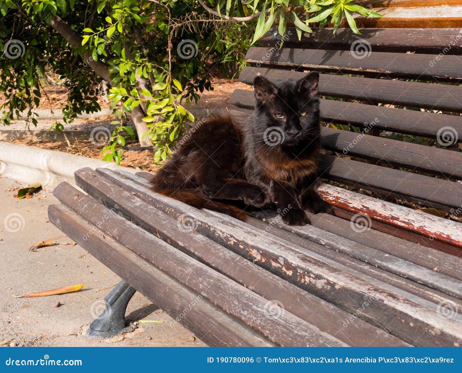 The CAT HAS JUST AWAKEN stock photo. Image of animal - 190780096