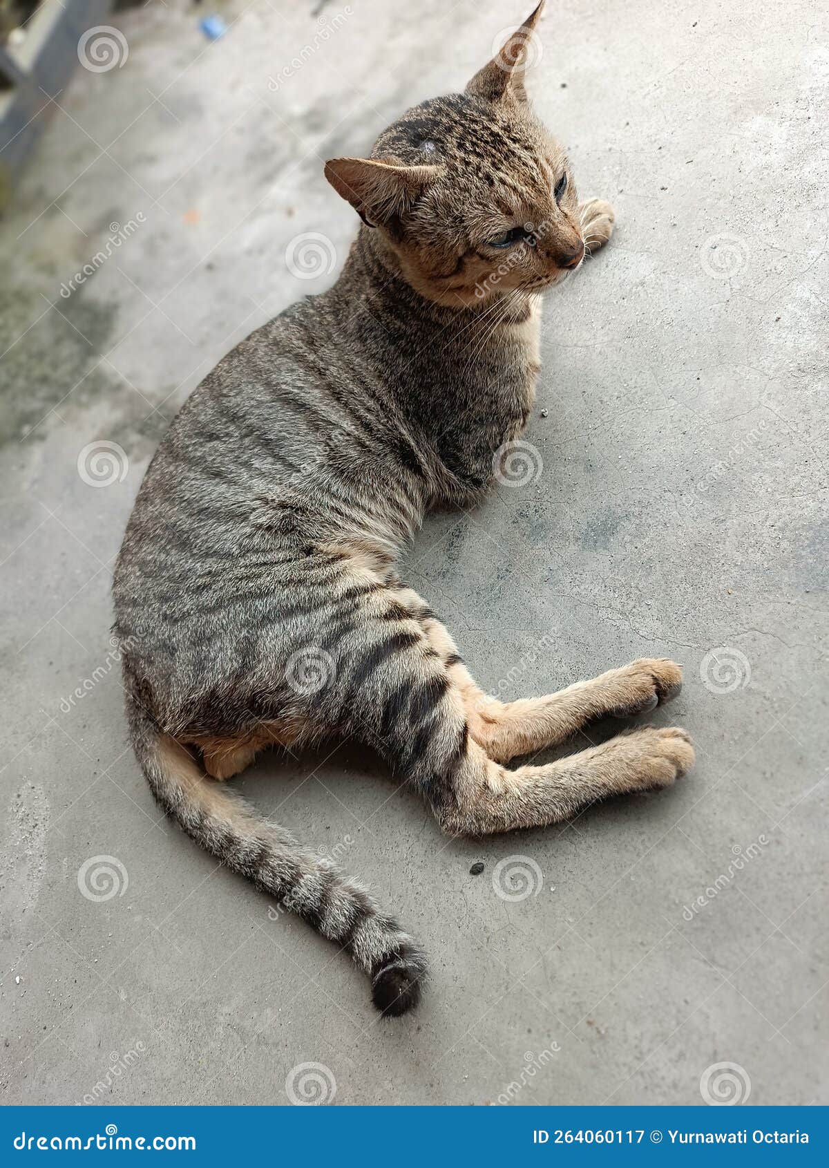 A Cat that has 3 legs stock image. Image of rodent, kitten - 264060117