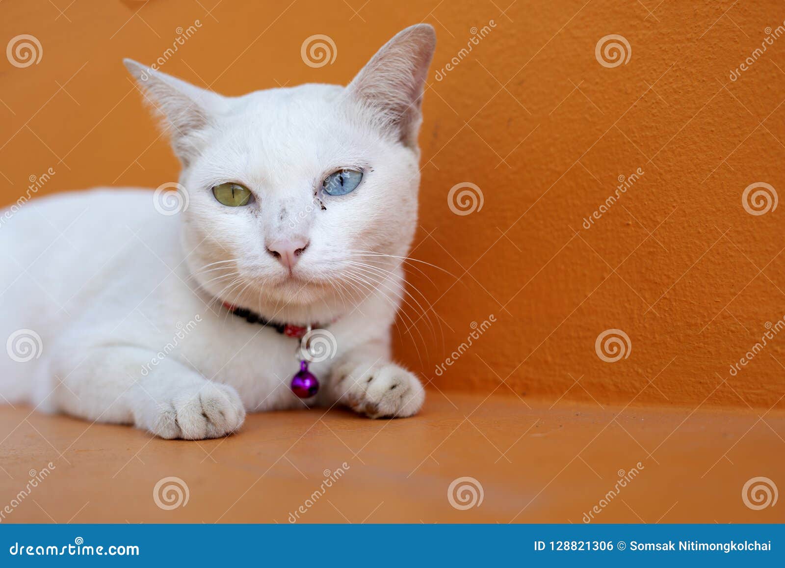 Cat Has Two Different Eyes Colours Stock Photo - Image of looking, eyes ...
