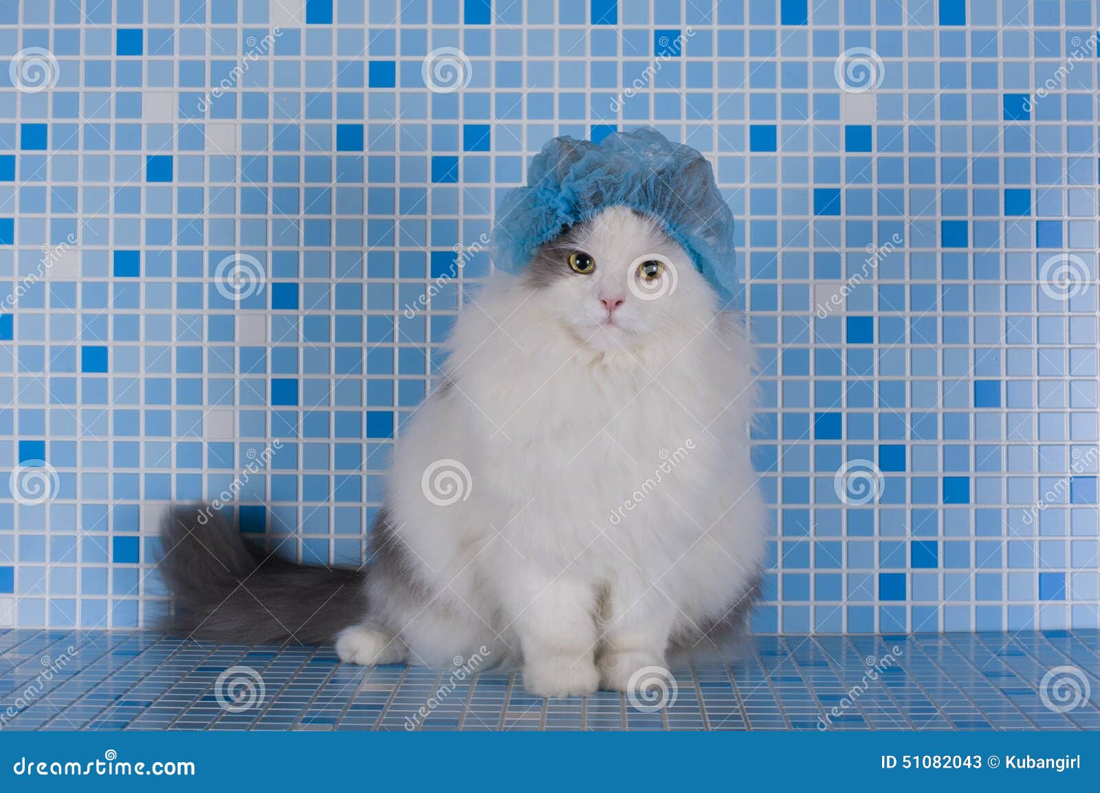 Cat in the Hat for the Hair in the Shower Stock Image - Image of soap ...