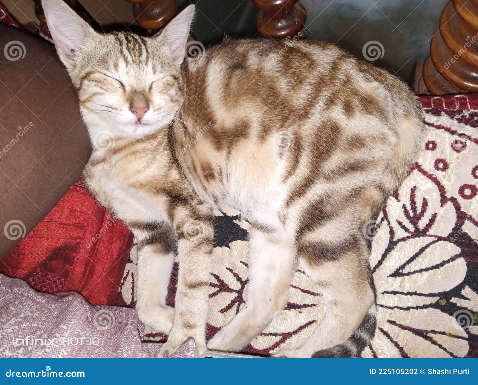 Cat Have a Great Smiling Nap Stock Photo - Image of smiling, great ...