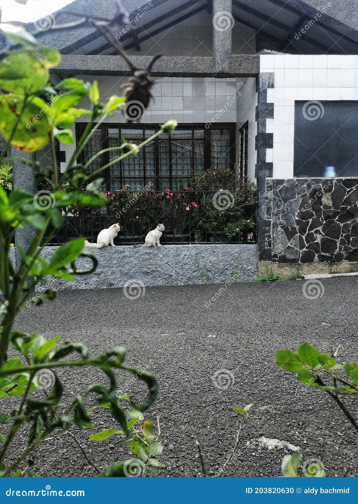 Cat having a date stock photo. Image of backyard, leaf - 203820630