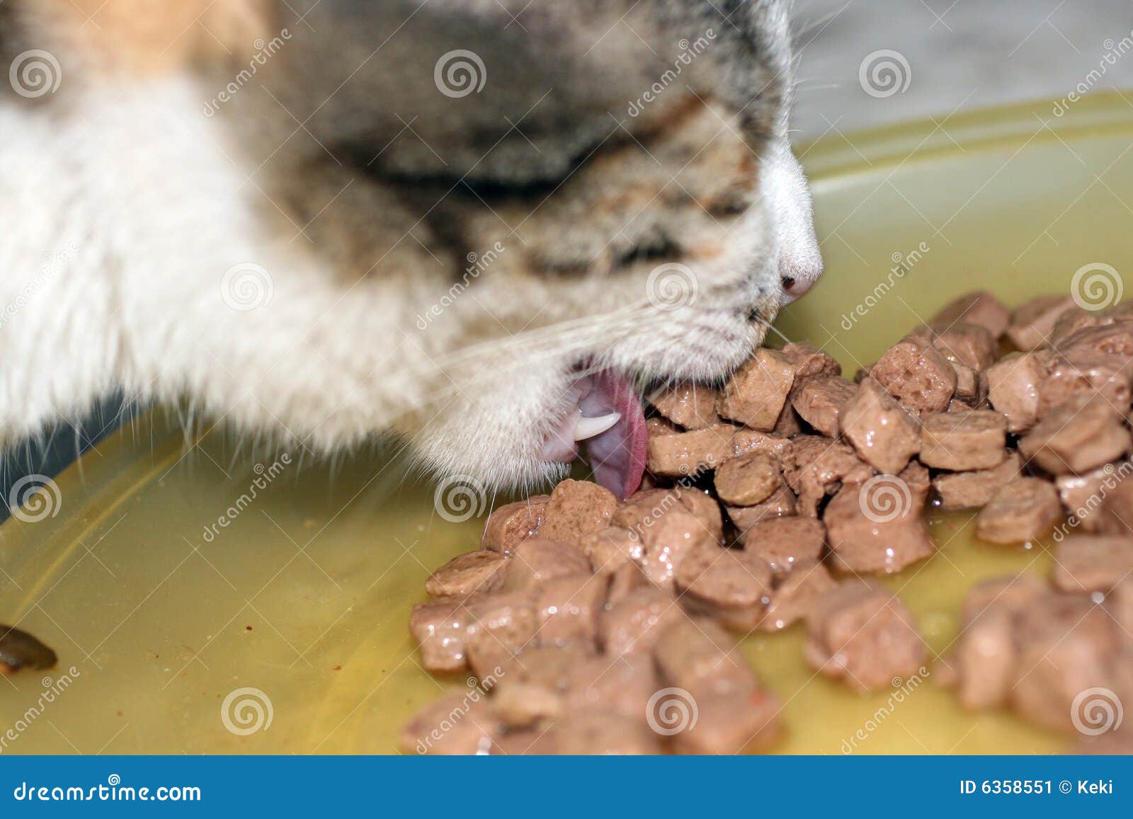 Cat having dinner stock image. Image of face, adorable - 6358551