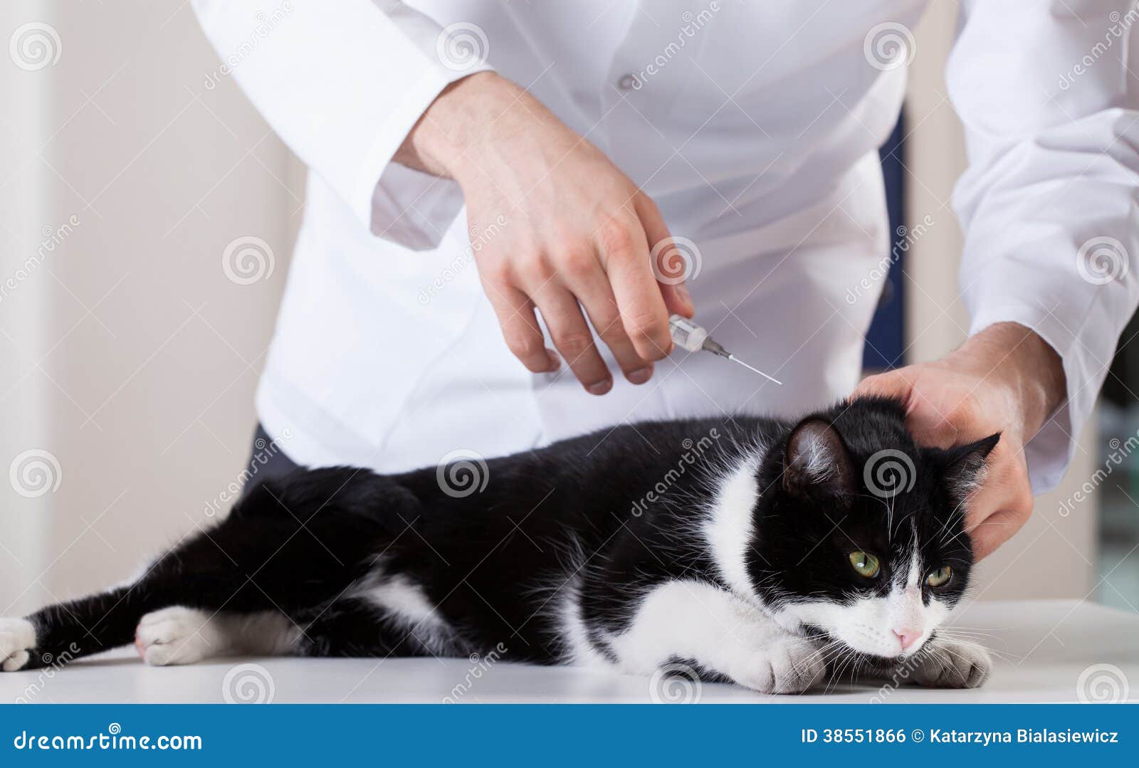Cat having injection stock photo. Image of examination - 38551866