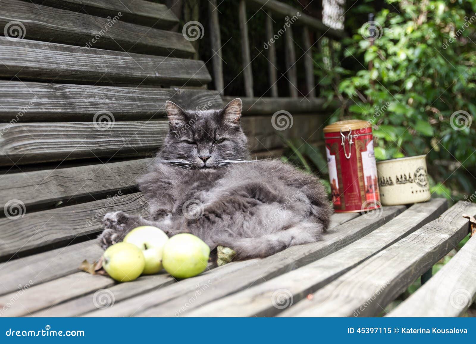 Cat Having Rest on the Bench Stock Image - Image of adorable, blue ...