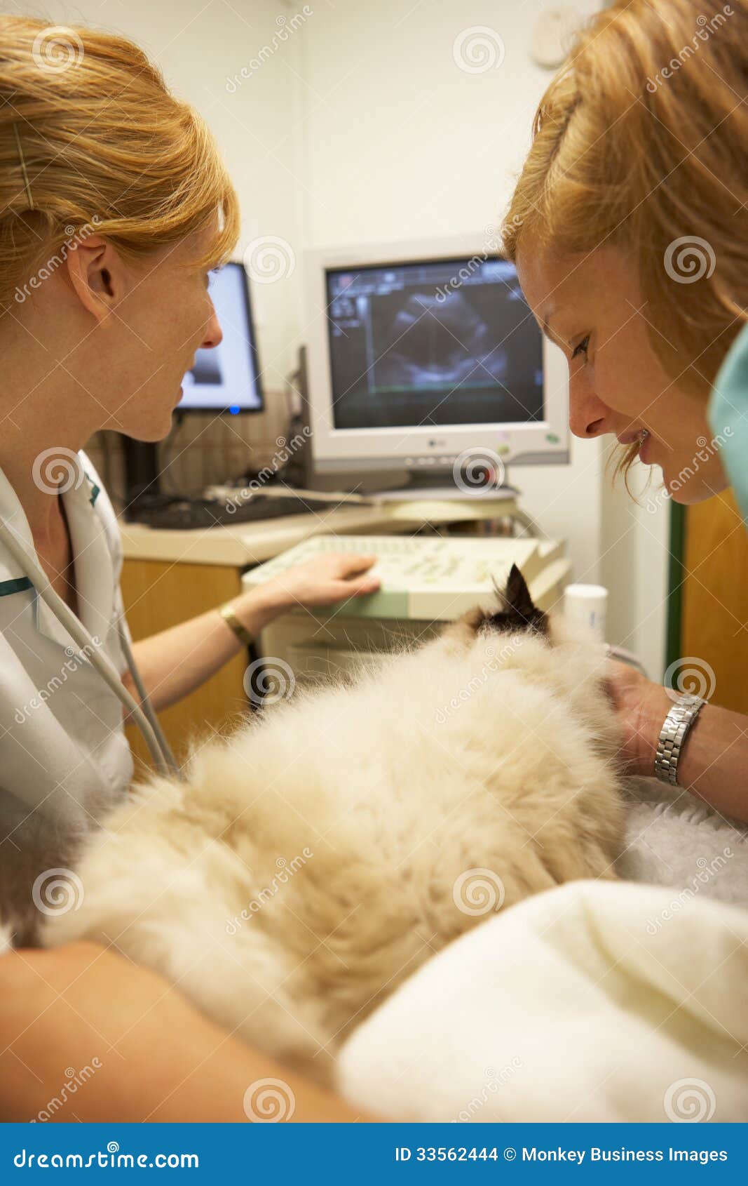 Cat Having Ultrasound Scan at Vets Stock Photo - Image of female ...
