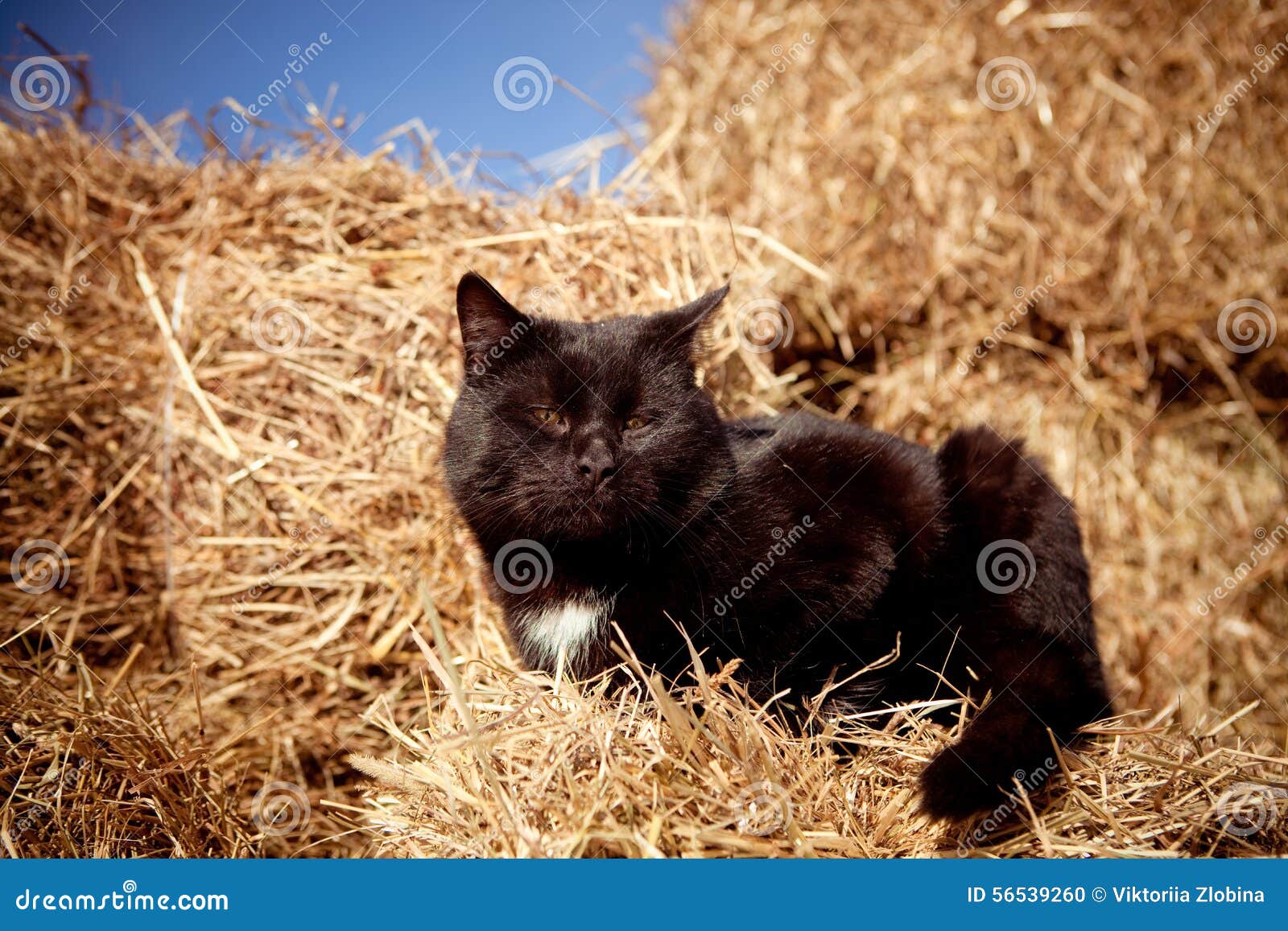Cat in the hay stock photo. Image of kitty, outdoor, little - 56539260